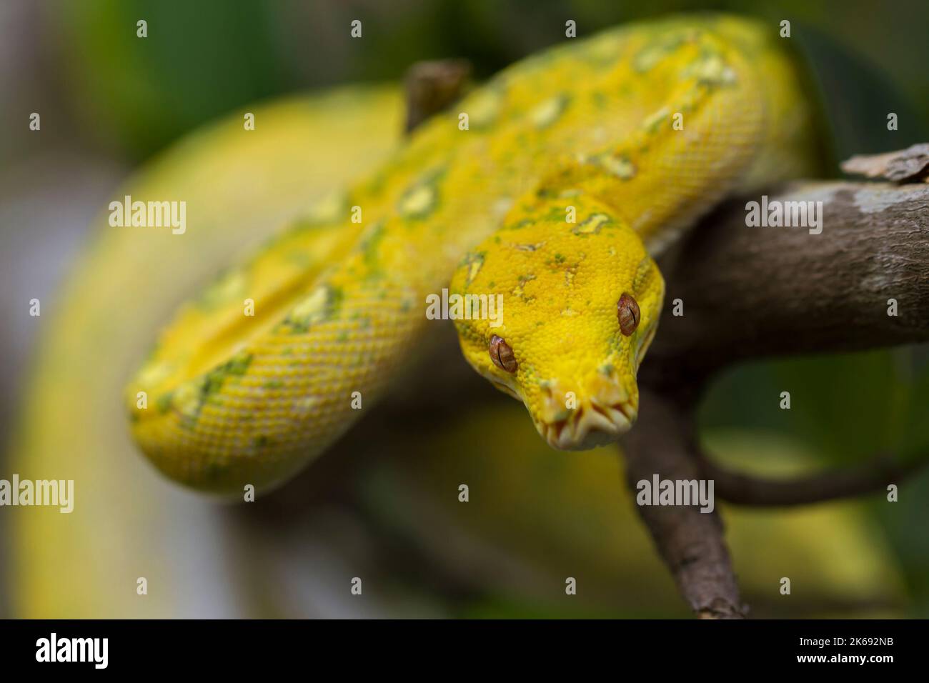 Green Tree Python Morelia viridis on tree branch yellow color skin ...