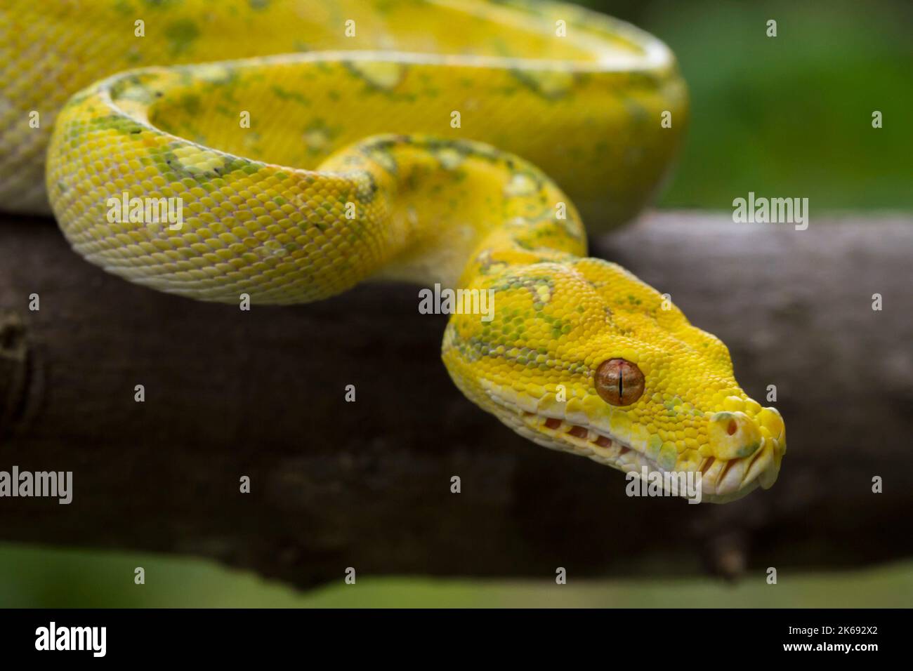 Green Tree Python Morelia viridis on tree branch yellow color skin ...