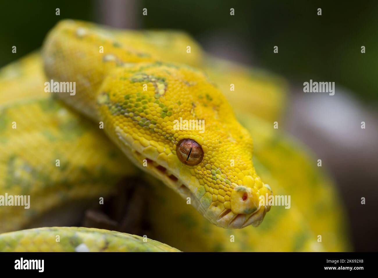 Green Tree Python Morelia viridis on tree branch yellow color skin ...