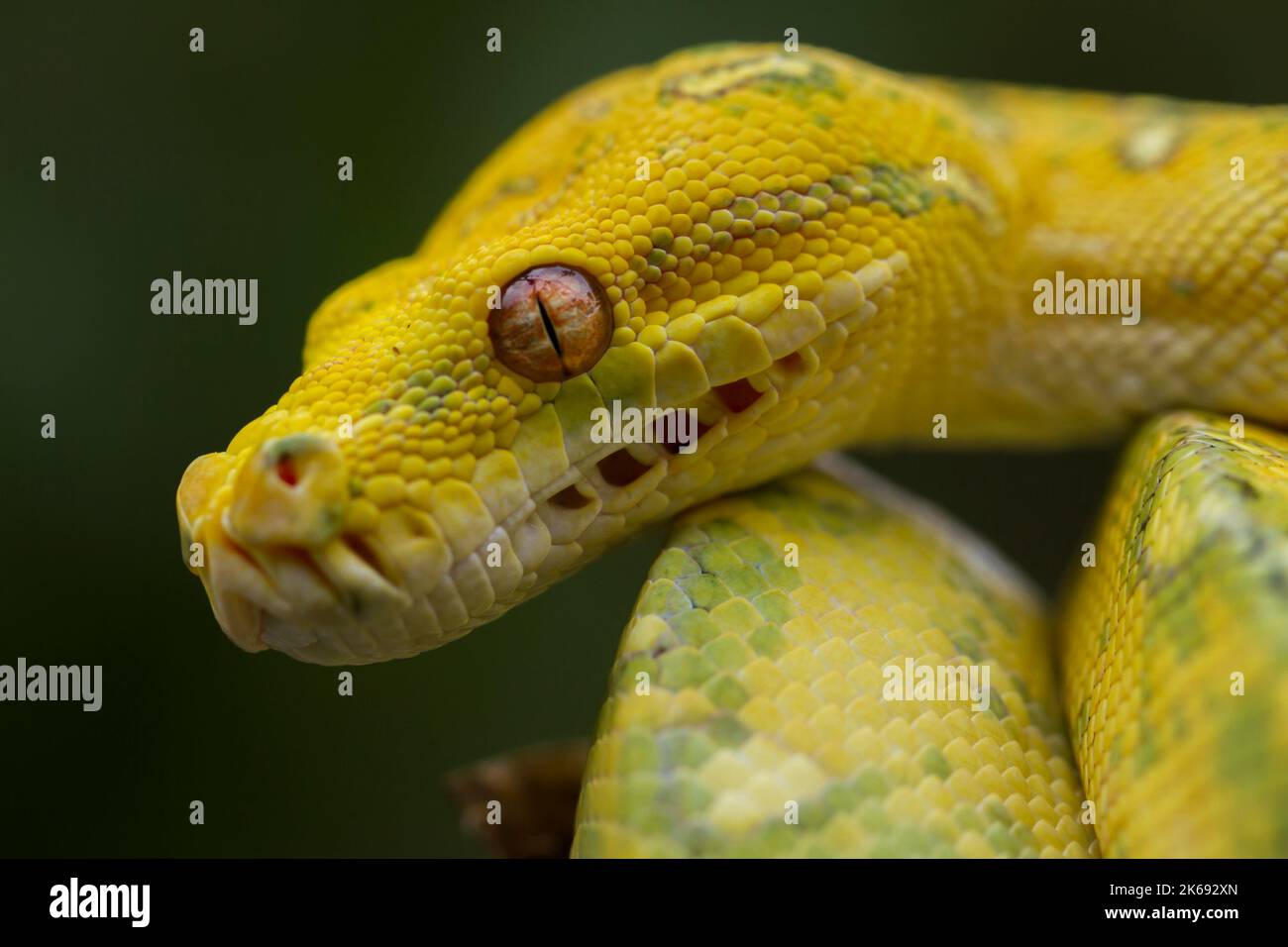 Green Tree Python Morelia viridis on tree branch yellow color skin ...