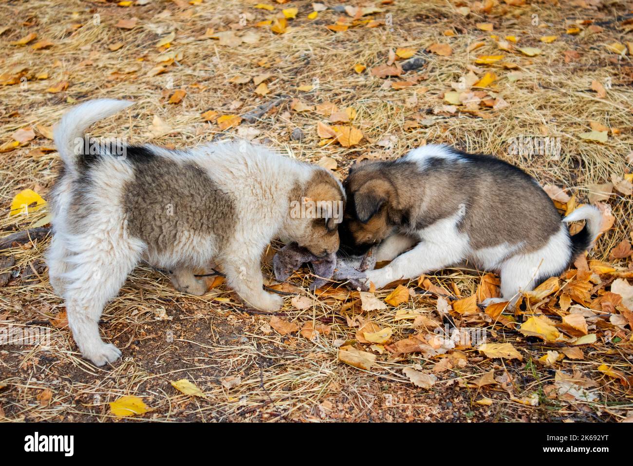 two cute little puppies are playing outside in autumn Stock Photo - Alamy