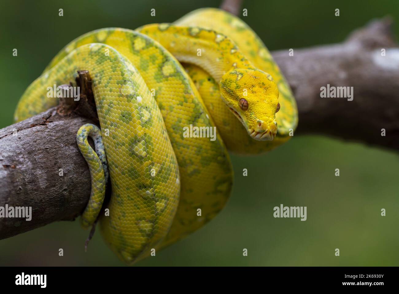 Green Tree Python Morelia viridis on tree branch yellow color skin ...