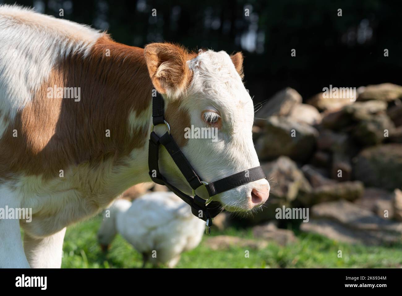 Sunny morning. Newborn calf from sanctuary farm on a walk in the forest ...