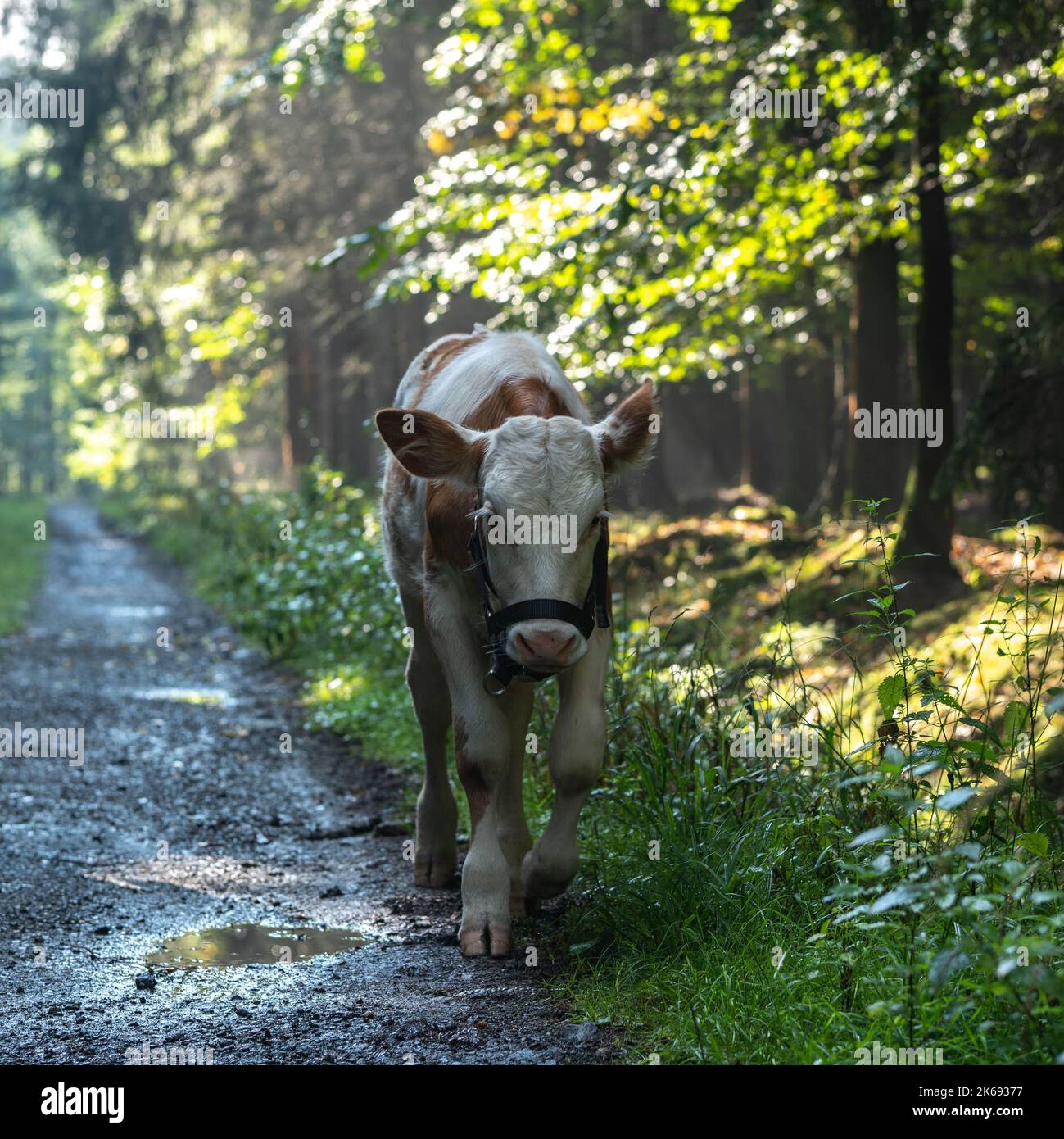 Sunny morning. Newborn calf from sanctuary farm on a walk in the forest ...