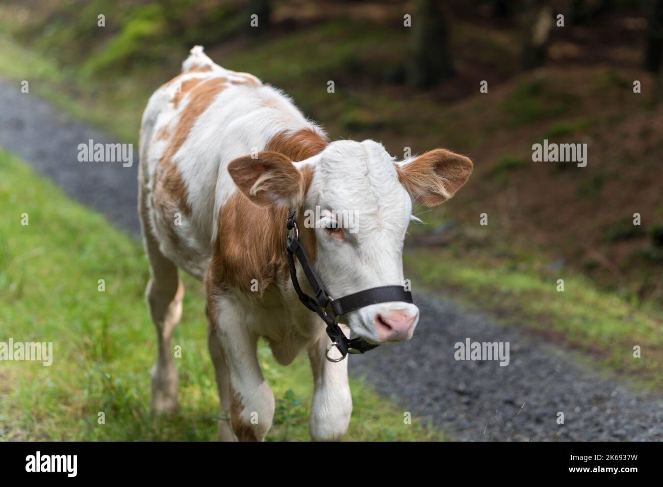 Sunny morning. Newborn calf from sanctuary farm on a walk in the forest ...