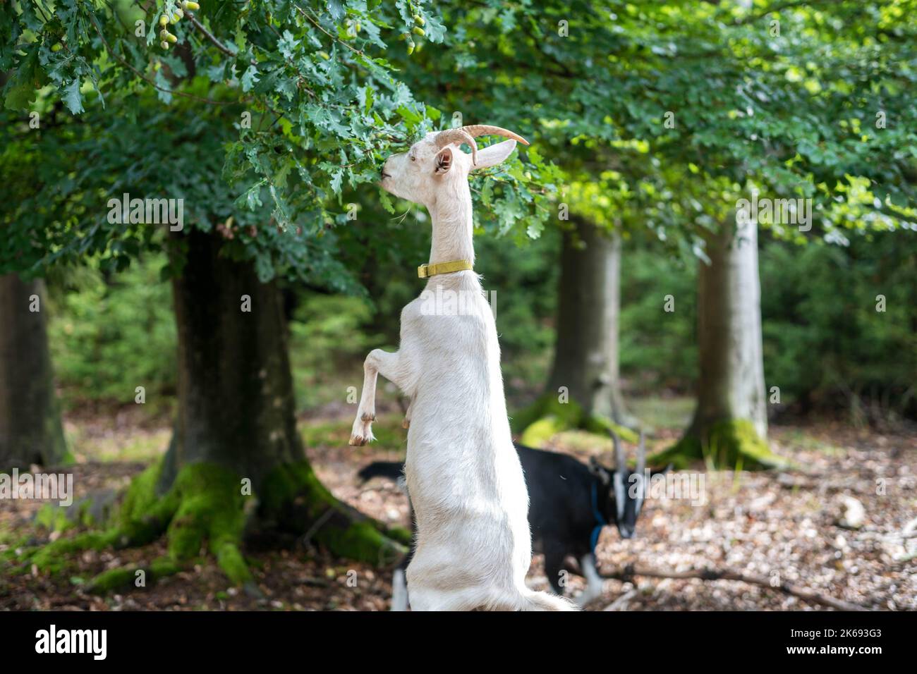 Goats eating leaves from tree hi-res stock photography and images - Alamy