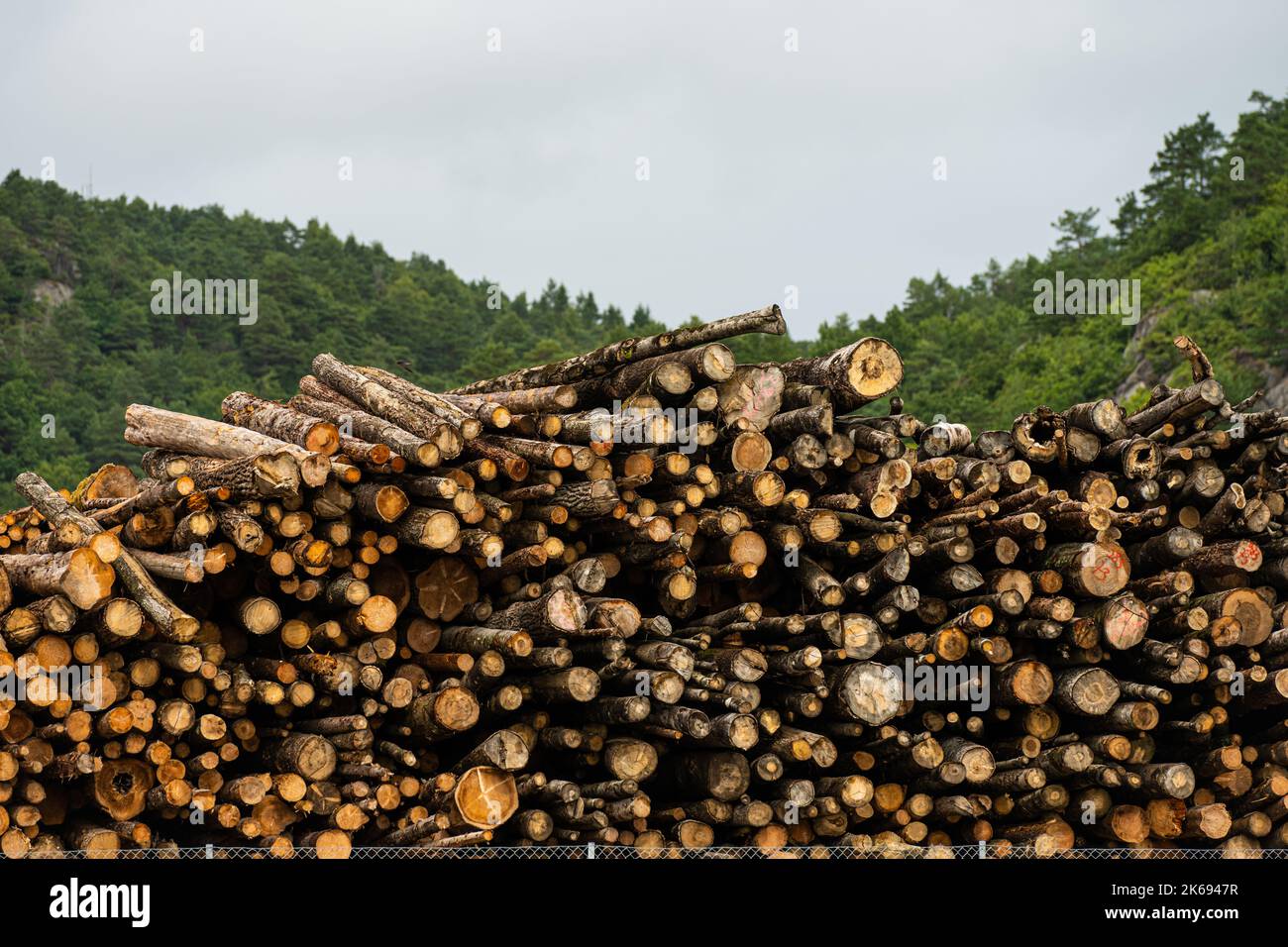 Large pile of logs ready to be shipped by boat Stock Photo - Alamy
