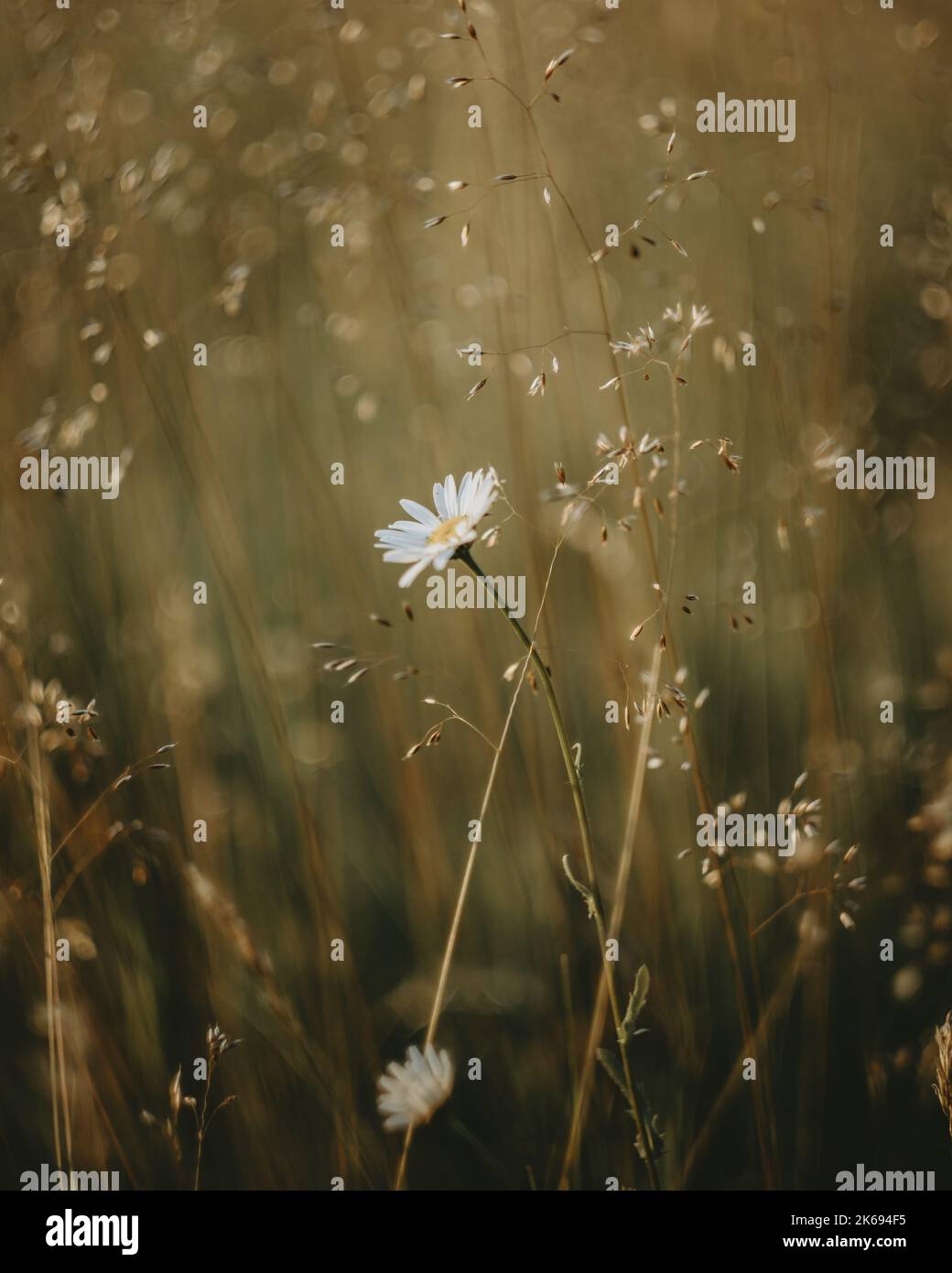 A shallow focus of a little daisy flowerhead captured in a flower field ...
