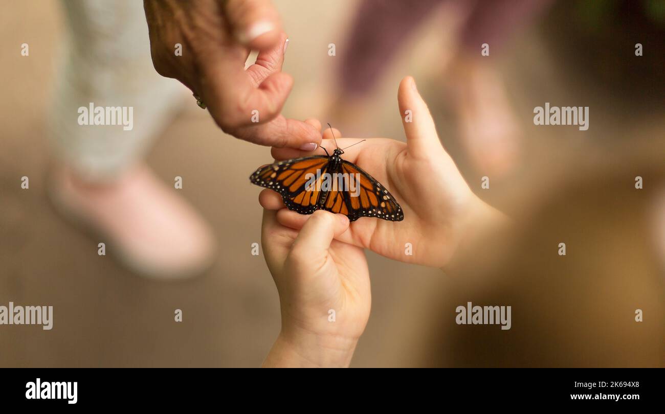 Young hands and old hands holding and caring for a butterfly Stock ...