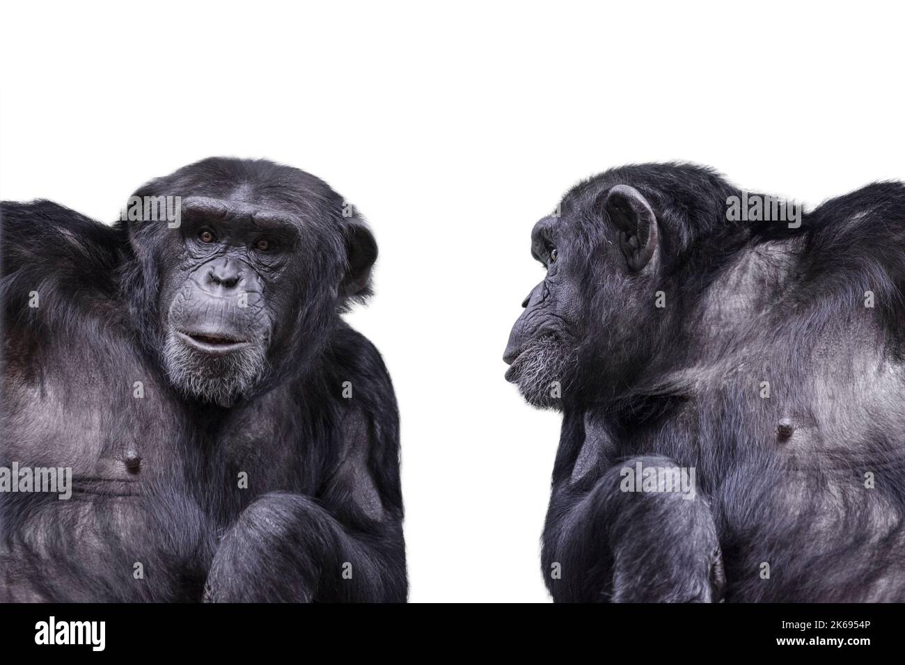 Chimpanzee isolate on white. Two male chimpanzees on a white isolated ...