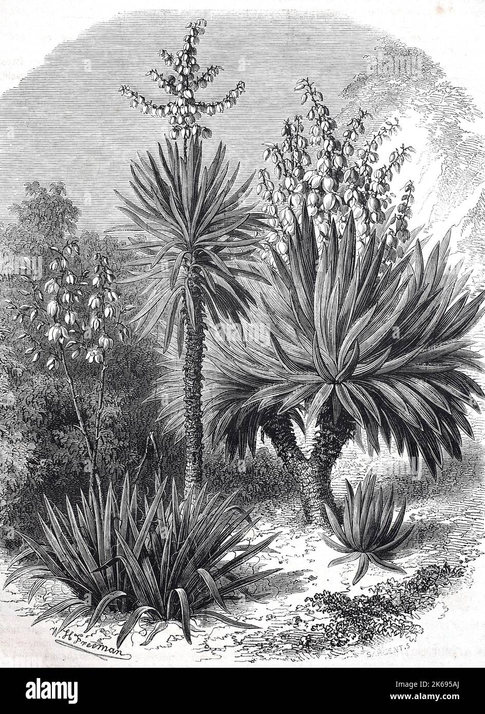 Digital improved reproduction, Yucca, Yucca filamentosa, Yucca ...