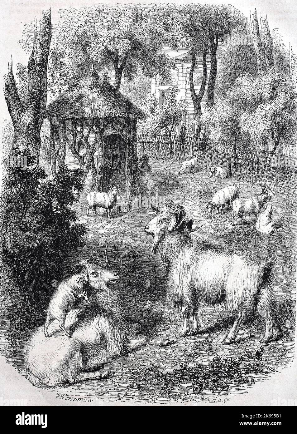 Digital improved reproduction, Cashmere goats from Tibet in the garden ...