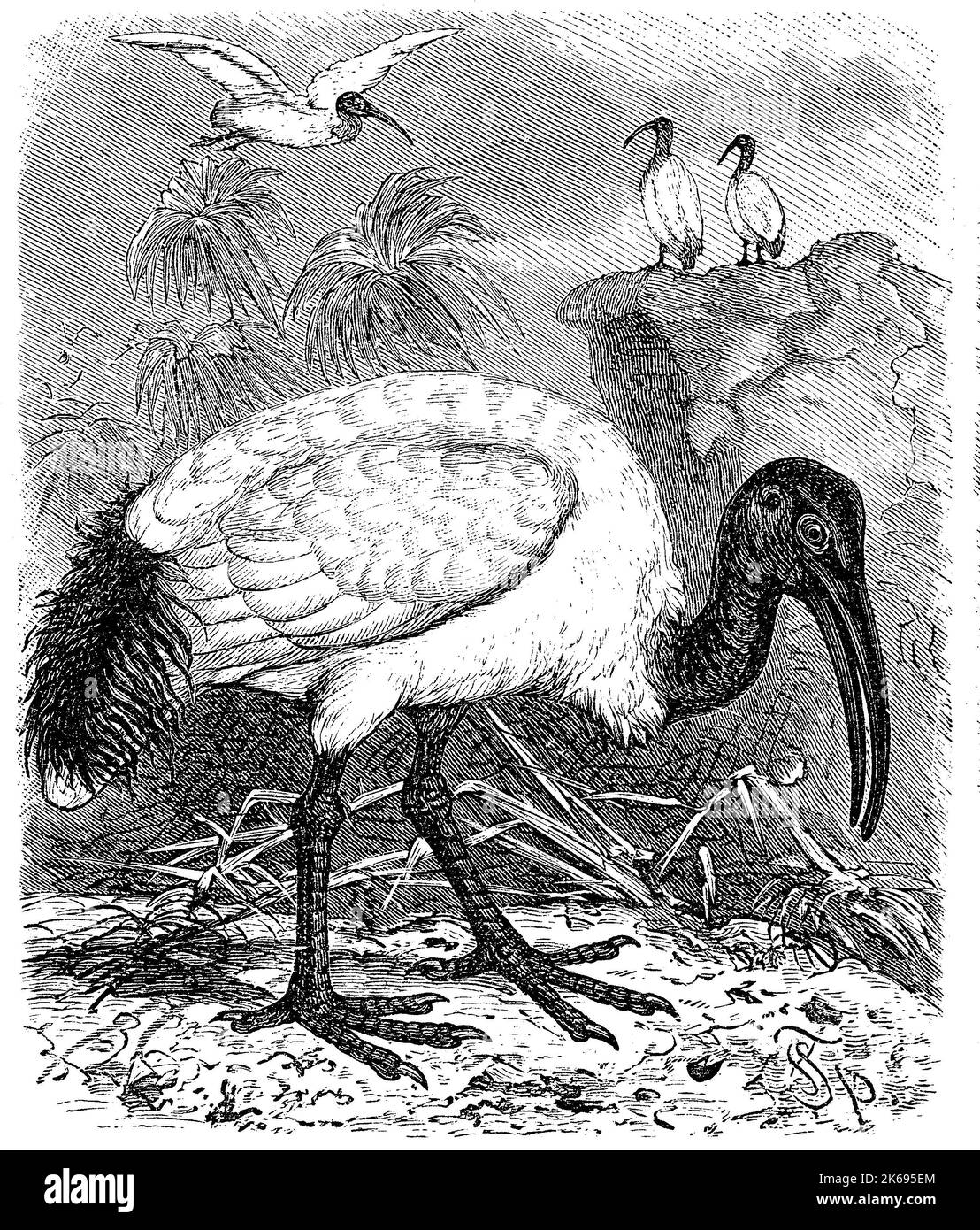 Black headed ibis threskiornis melanocephalus Cut Out Stock Images ...