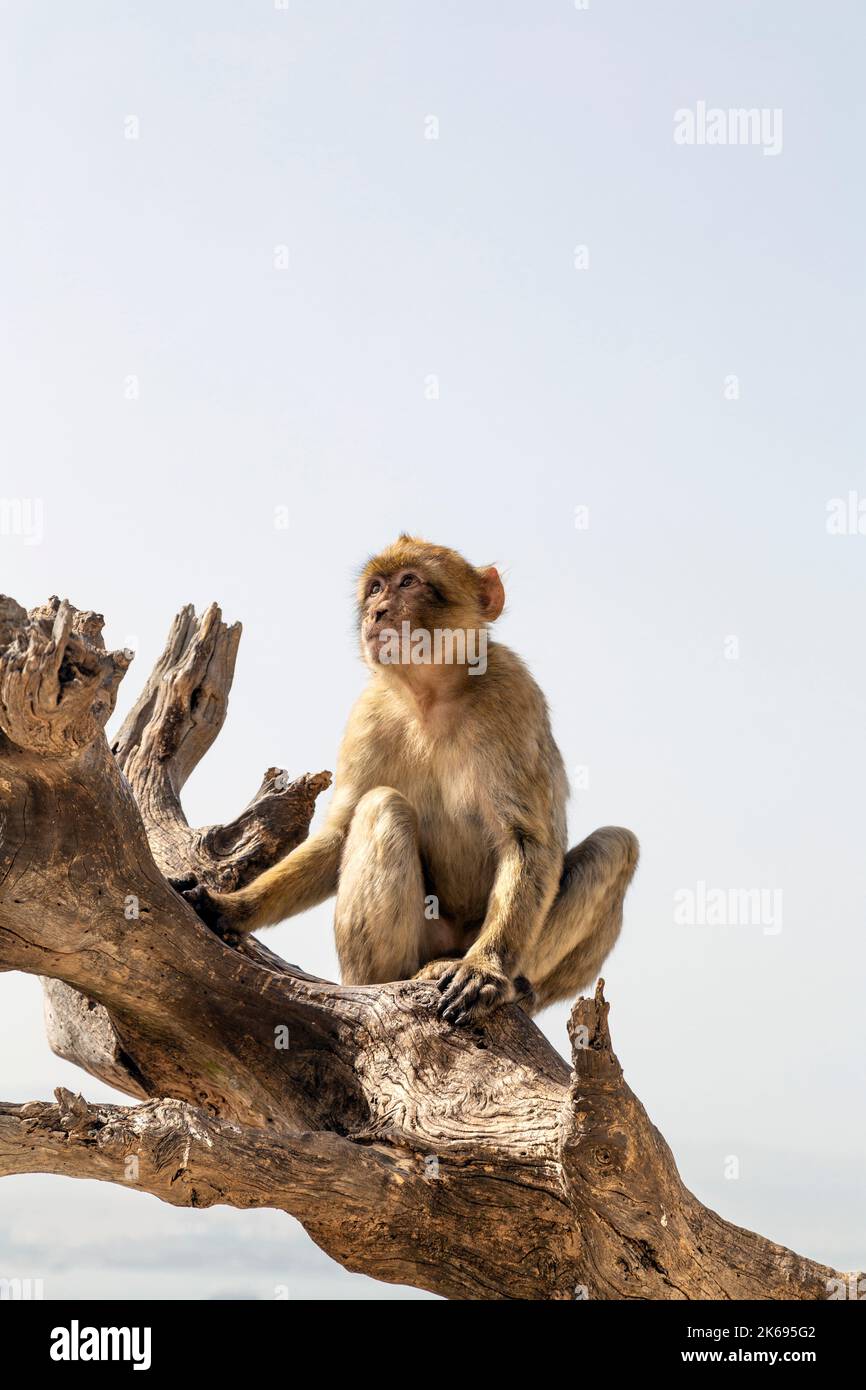 Barbary macaque monkey sitting on a branch at the Apes' Den overlooking ...