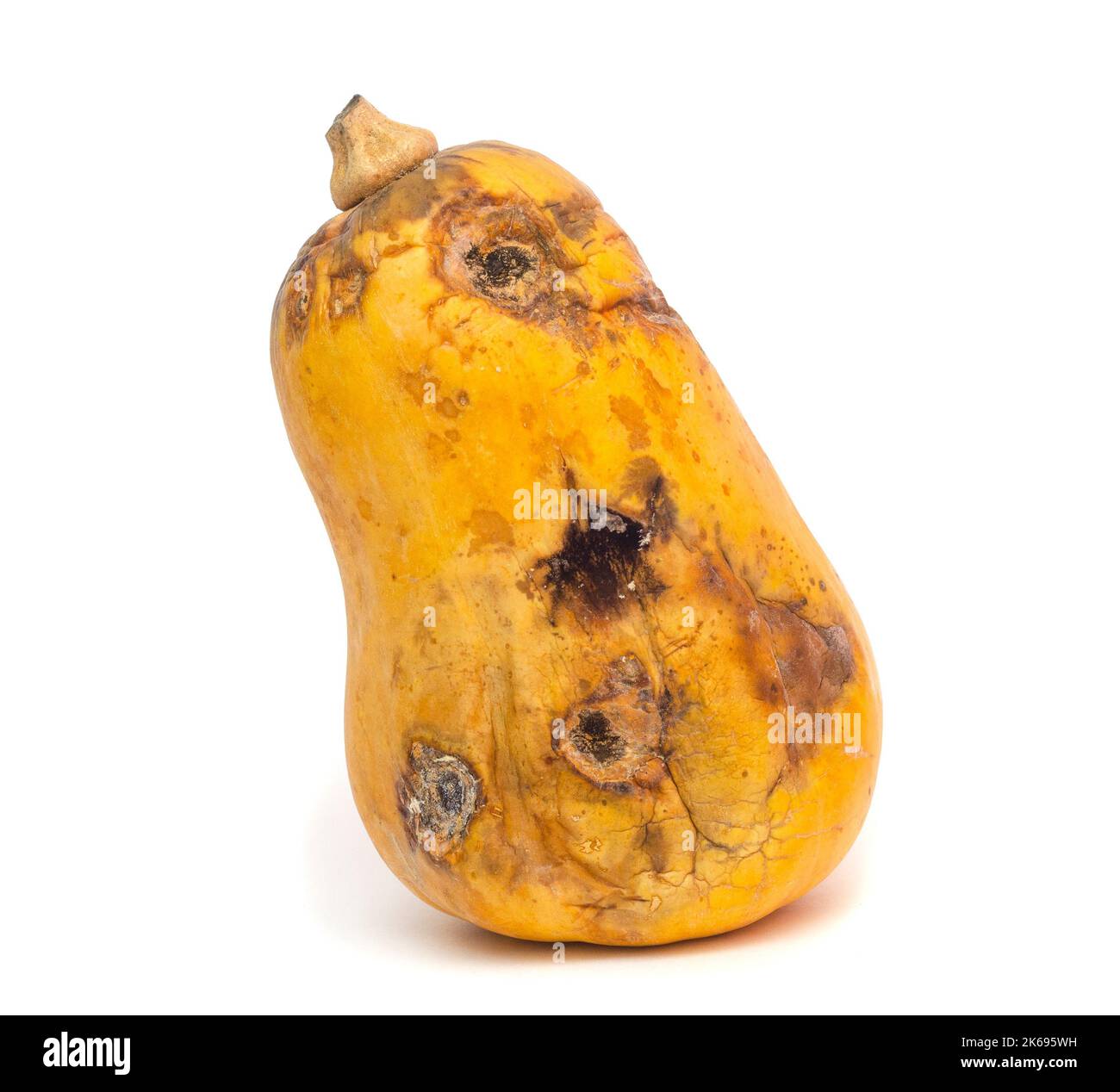 Funny moldy pumpkin isolated on white background Stock Photo - Alamy