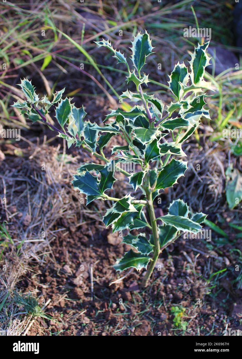 Variegated holly bush green hi-res stock photography and images - Alamy