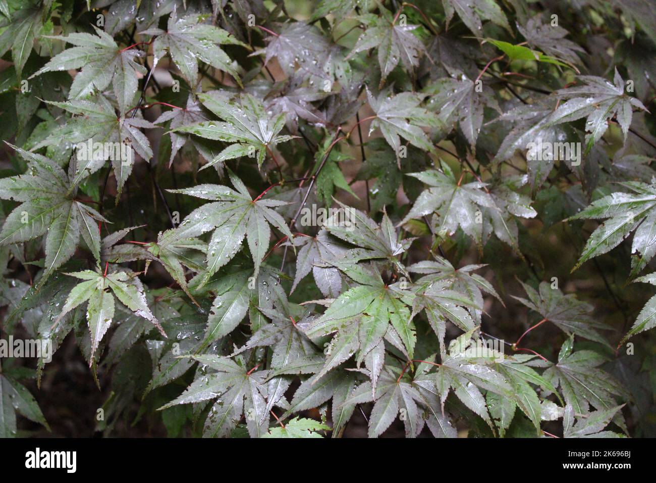 Wet leaves of a red japanese maple hi-res stock photography and images ...