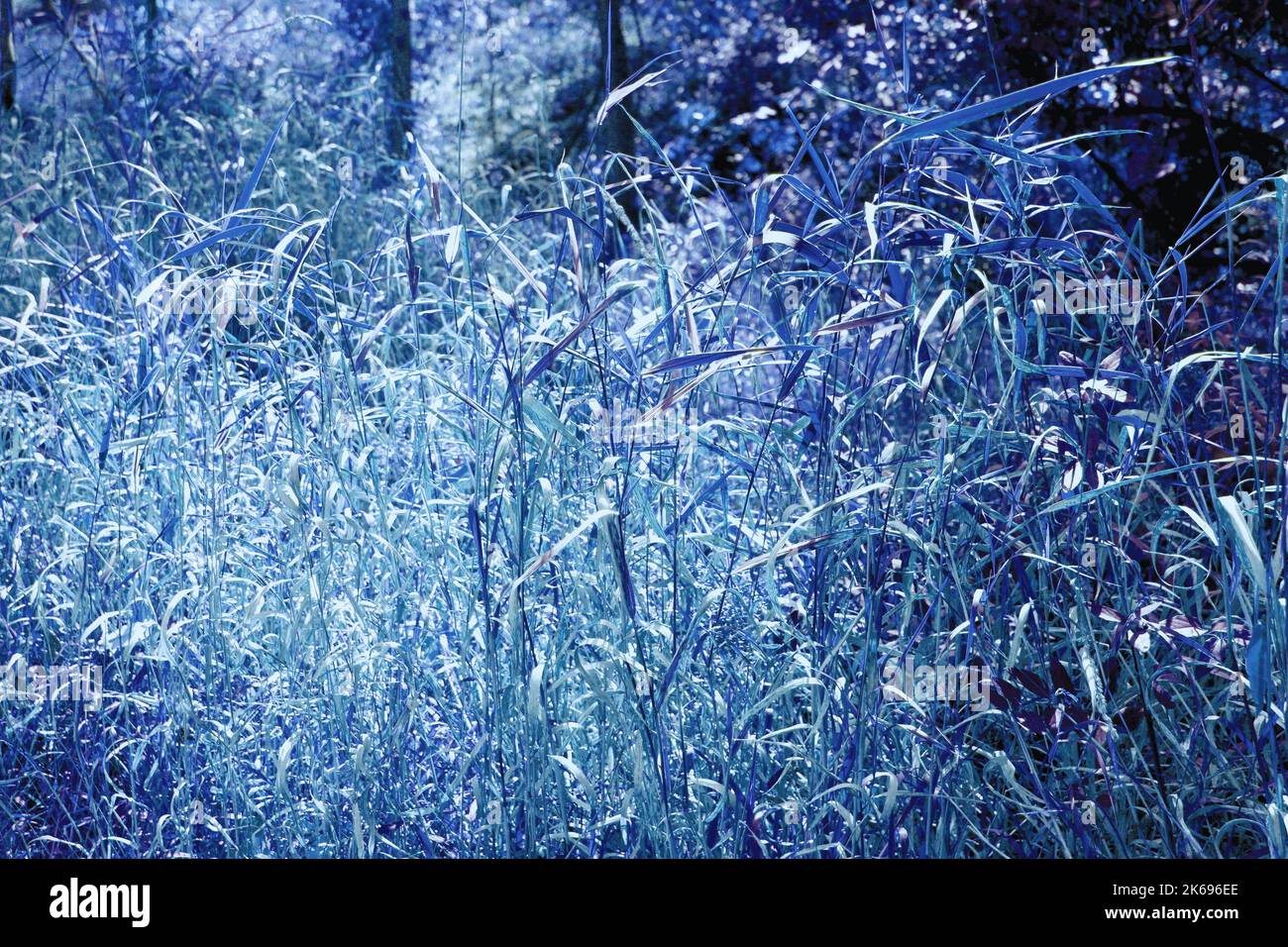 A Blue-Colored Grass Background Stock Photo - Alamy