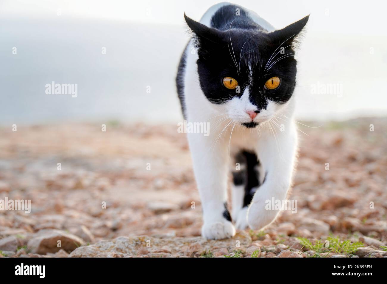 black and white cat walking towards the camera in nature Stock Photo ...