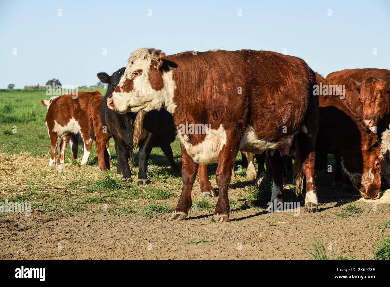 Cows raised with natural pastures, meat production in the Argentine ...