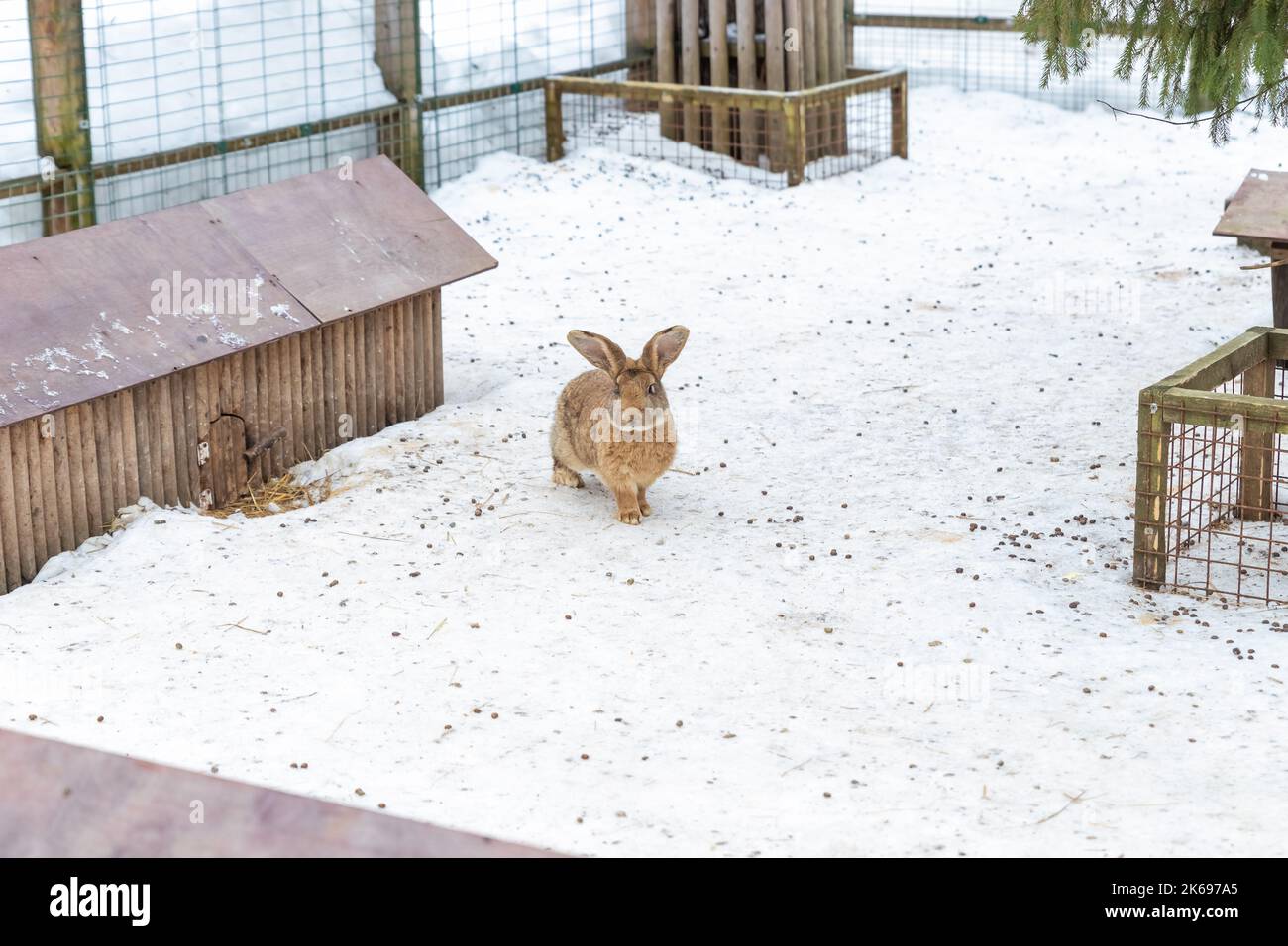 Cute rabbit winter in the snow, snowdrifts, fluffy snow.Rabbit in farm ...