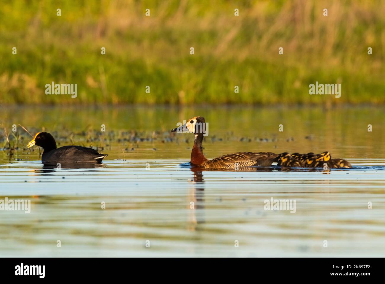 White faced whistling duck , with chicks and White winged Coot, La ...