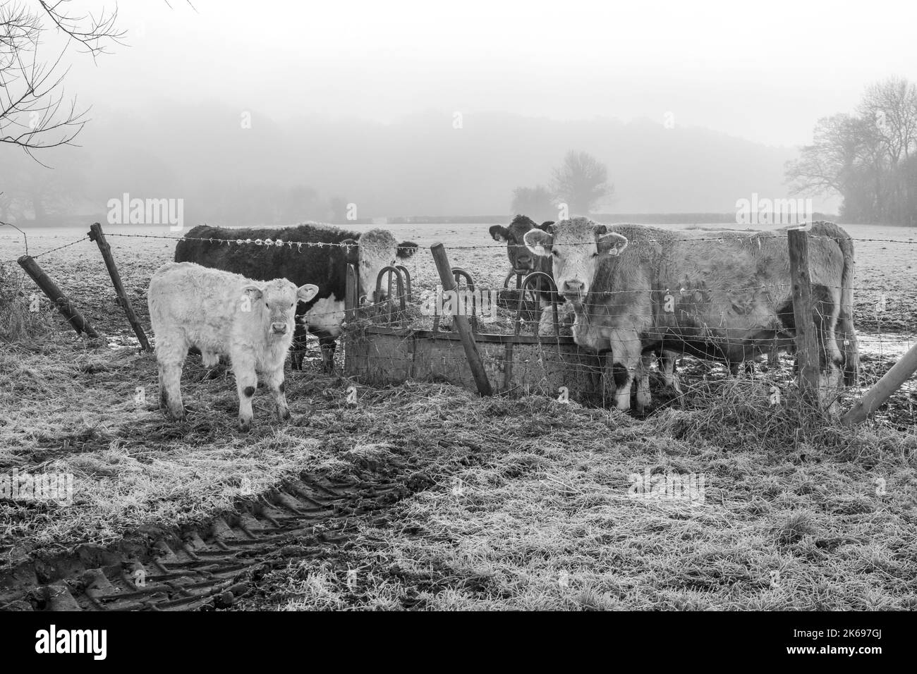 Uk farm animals in winter hi-res stock photography and images - Alamy