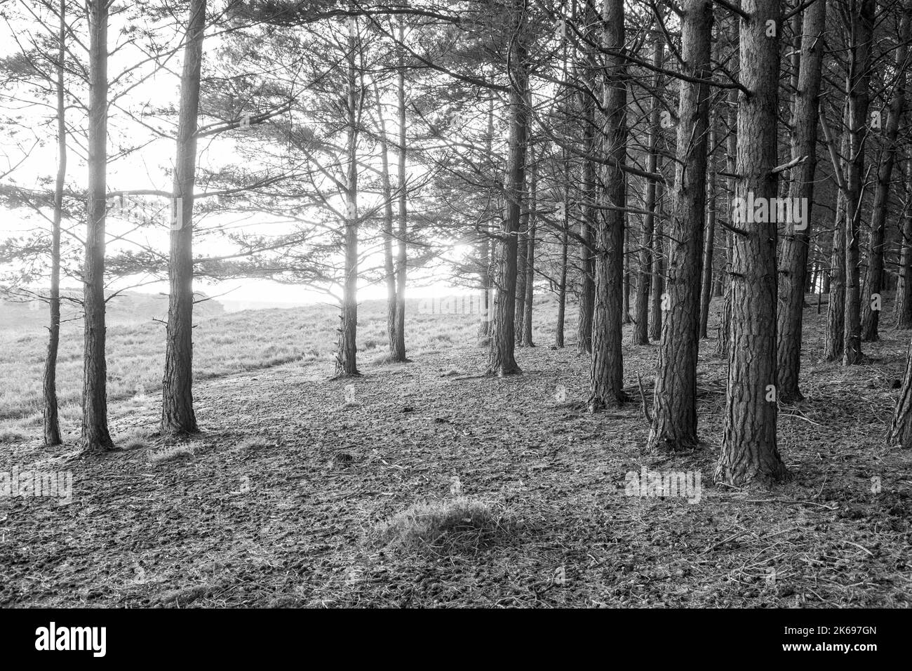 Woodland landscape trees Black and White Stock Photos & Images - Alamy