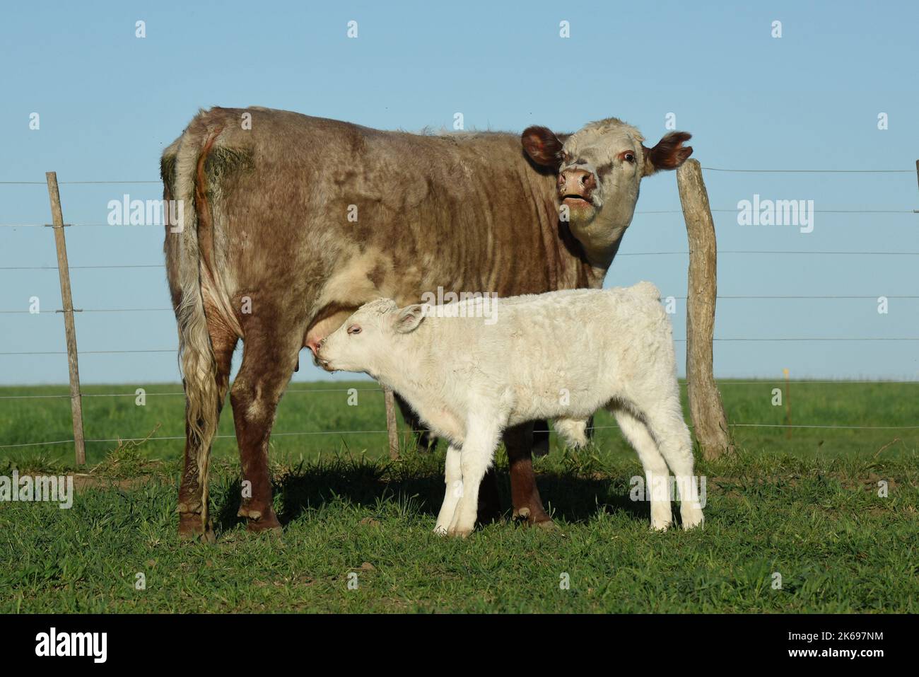 Cattle and white Shorthorn calf , in Argentine countryside, La Pampa ...