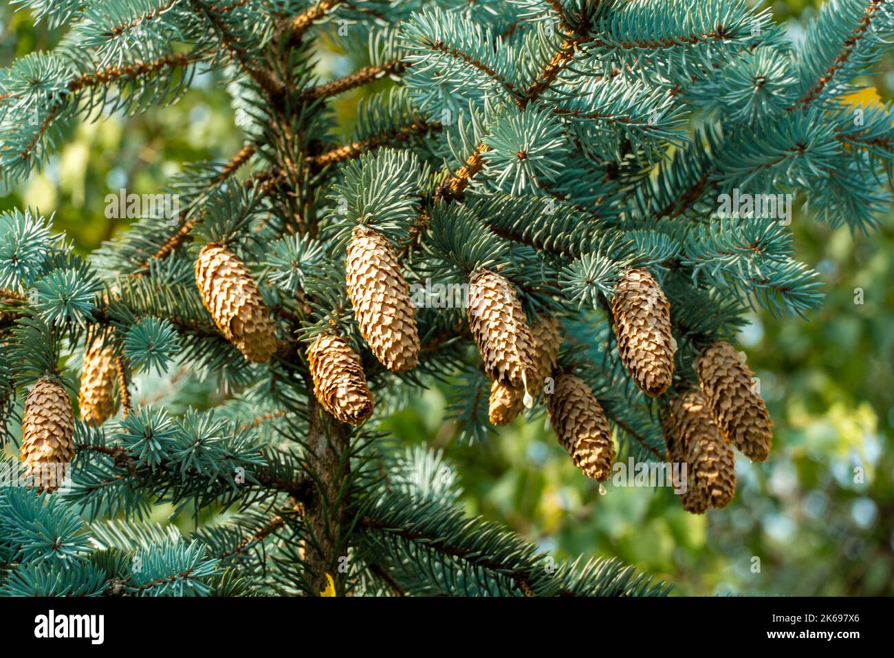Autumn empty cones with crumbled seeds hang from a branch on a blue ...