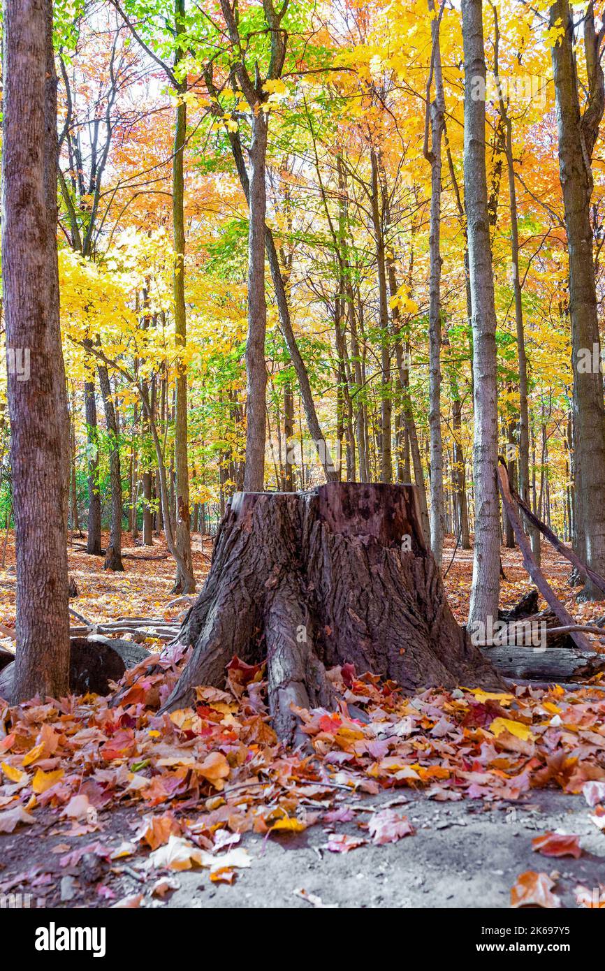 Beautiful maple hi-res stock photography and images - Alamy