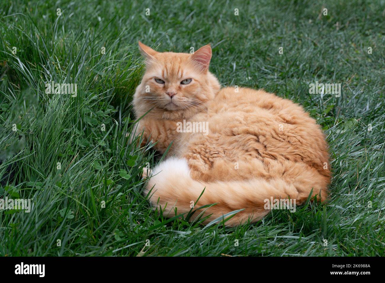 A big red cat made a nest in a tall, green grass Stock Photo - Alamy