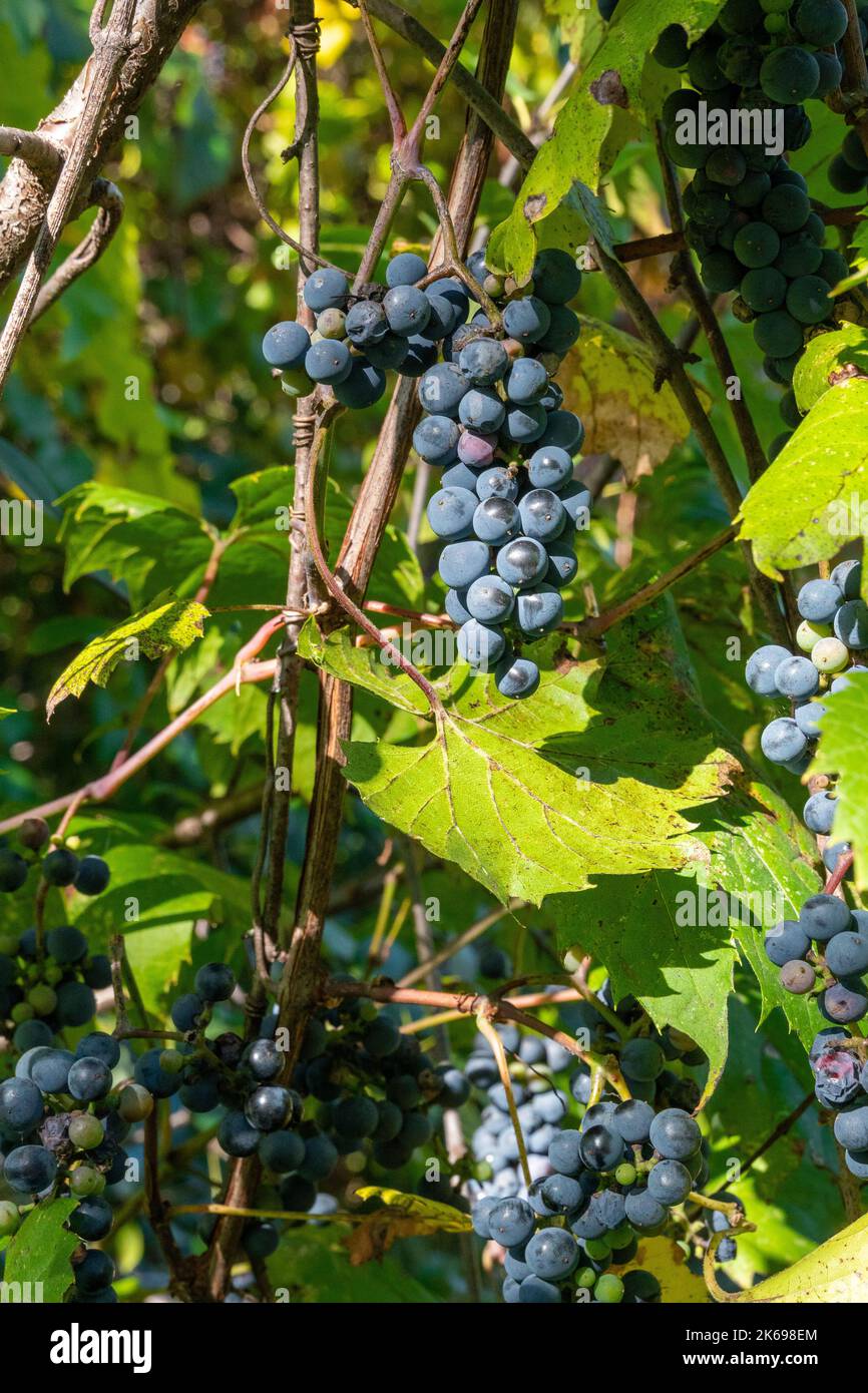 Clusters of ripe berries of wild blue grapes in the forest Stock Photo ...