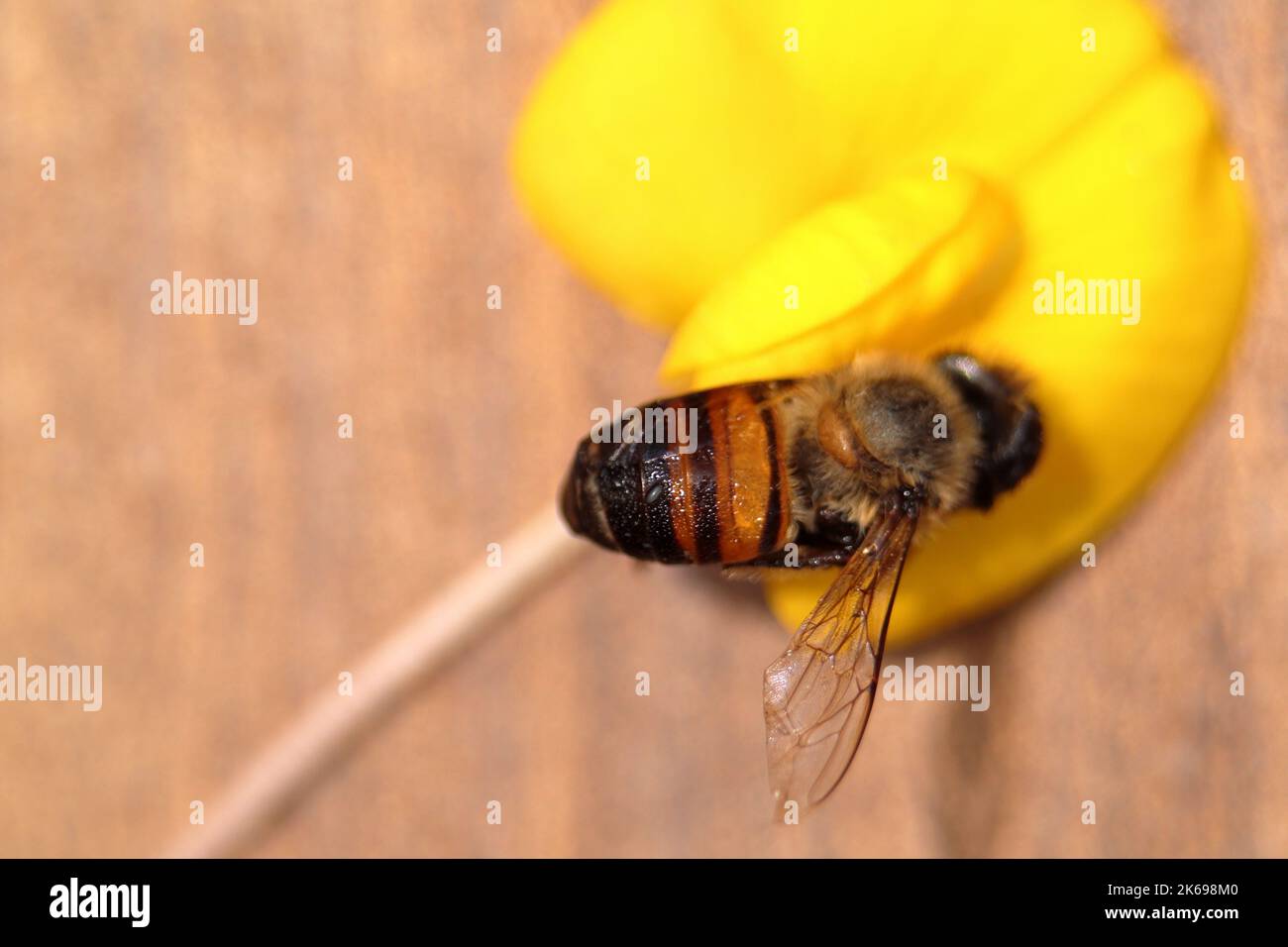 Dead insect cocoon hi-res stock photography and images - Alamy