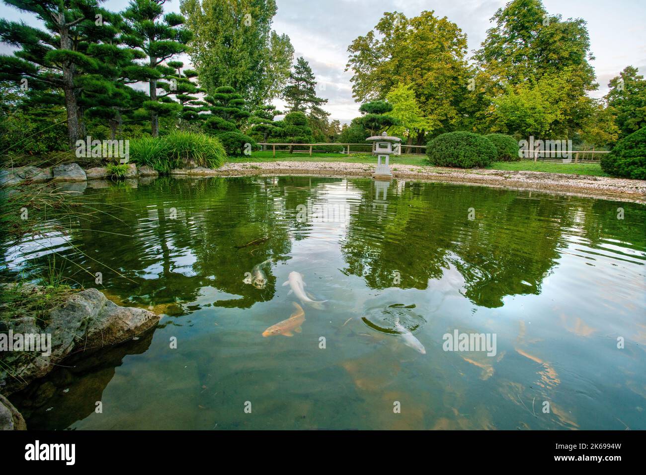 Japanese garden in NORDPARK in Dusseldorf with pond and topiary trees and bushes and KOI carps ...