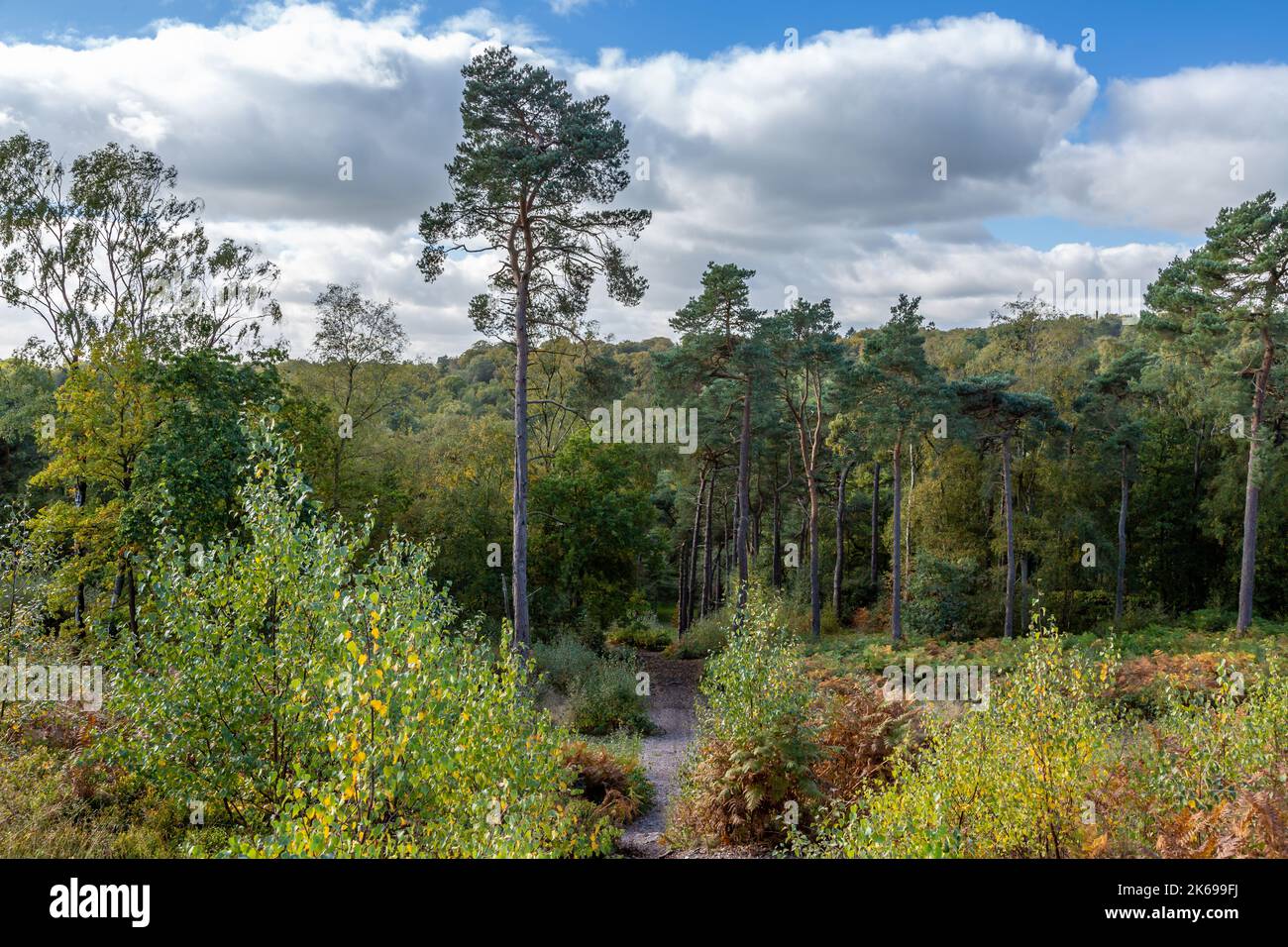 Scenic landscape views of Lickey Hills Countryside in Autumn Stock ...