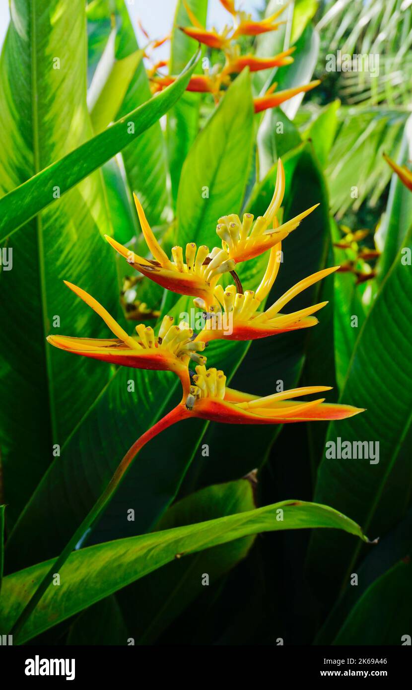 Heliconia psittacorum (Parrot Heliconia) is an erect, evergreen ...