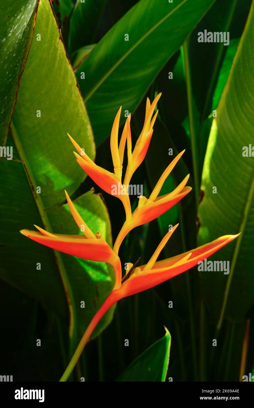 Heliconia psittacorum (Parrot Heliconia) is an erect, evergreen ...