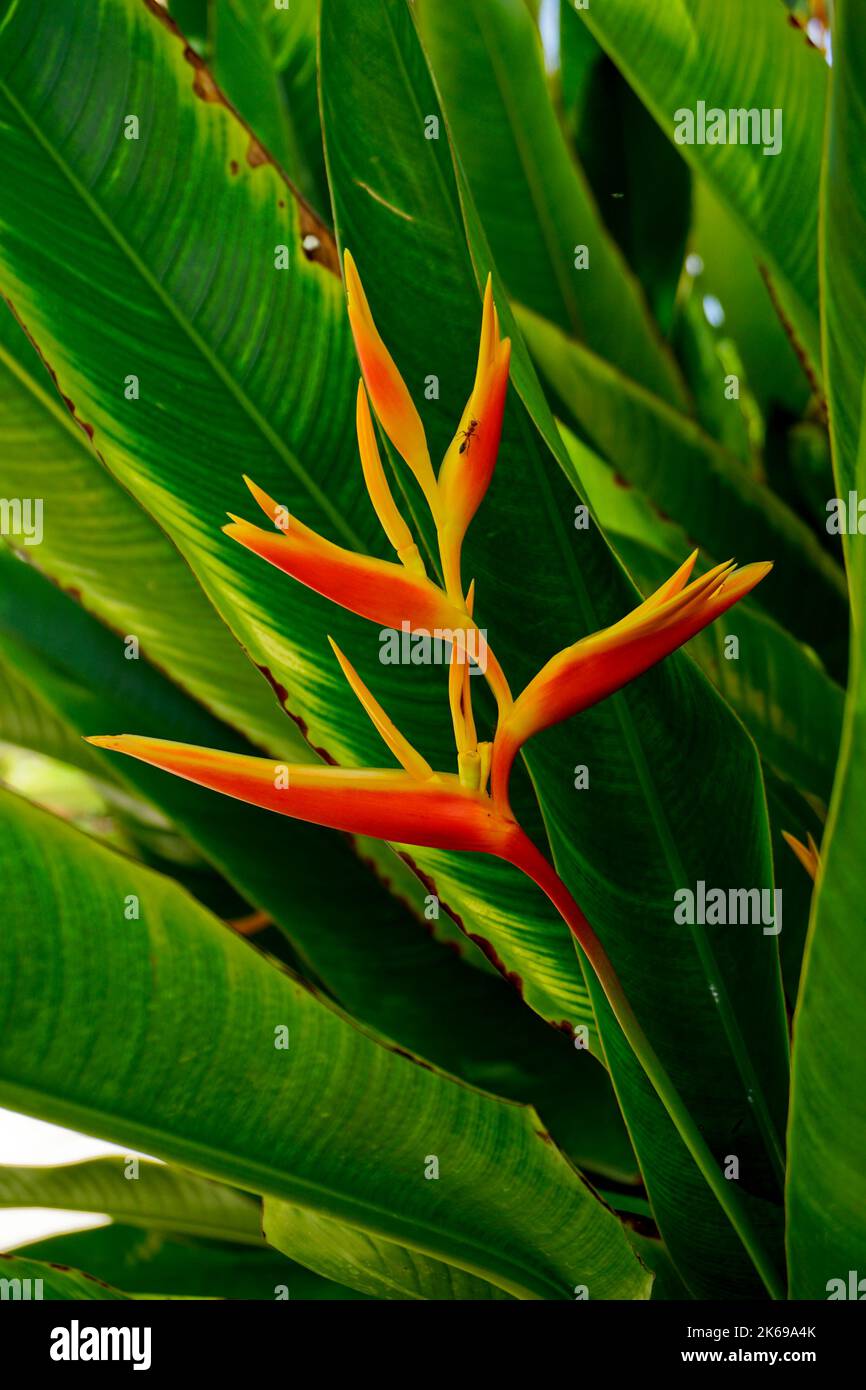 Heliconia psittacorum (Parrot Heliconia) is an erect, evergreen ...