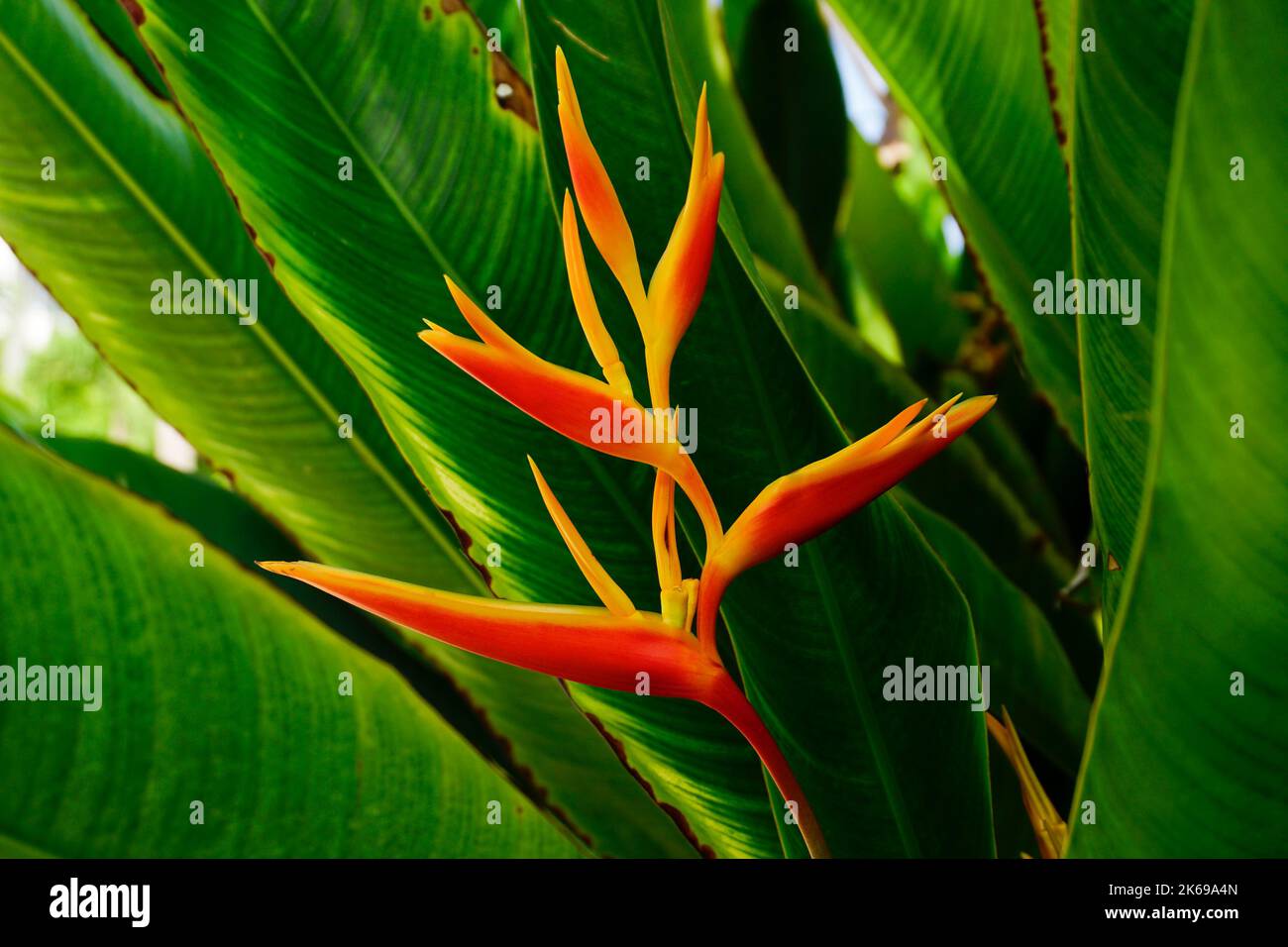 Heliconia psittacorum (Parrot Heliconia) is an erect, evergreen ...