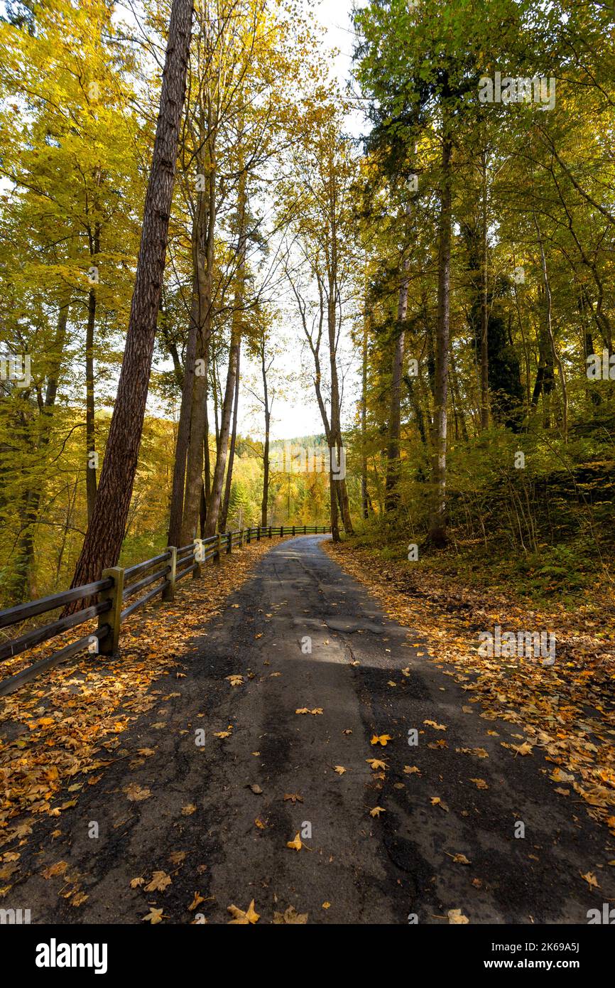 Road in South Bohemian forest in Czechia in autumn season Stock Photo ...