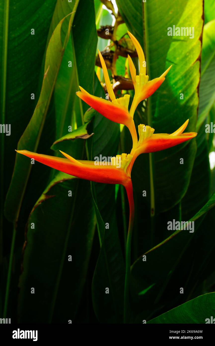 Heliconia psittacorum (Parrot Heliconia) is an erect, evergreen ...