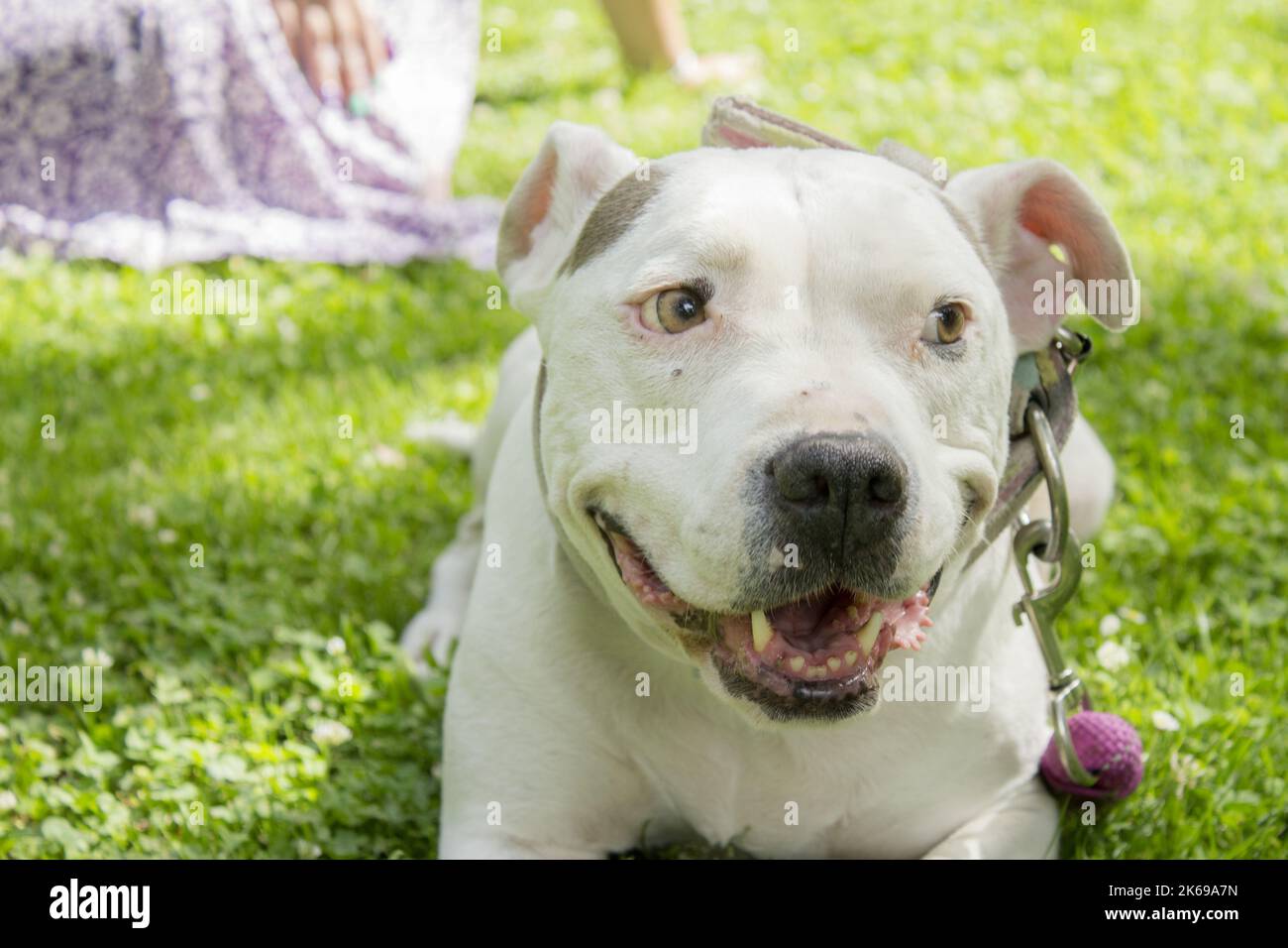 Portrait of american stanford dog. No people Stock Photo - Alamy