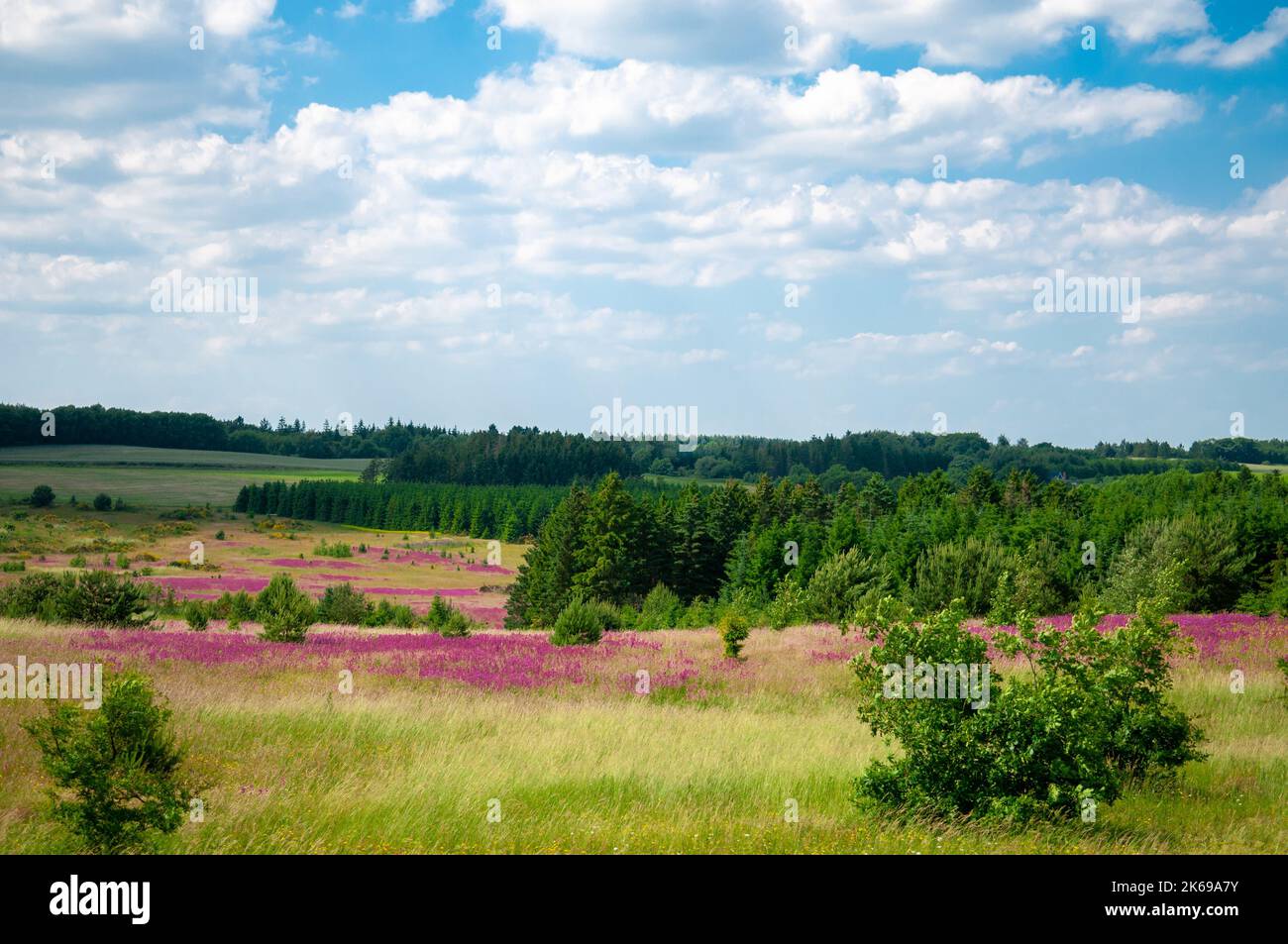 Scenery panoramic view of meadow with trees in Denmark Stock Photo - Alamy