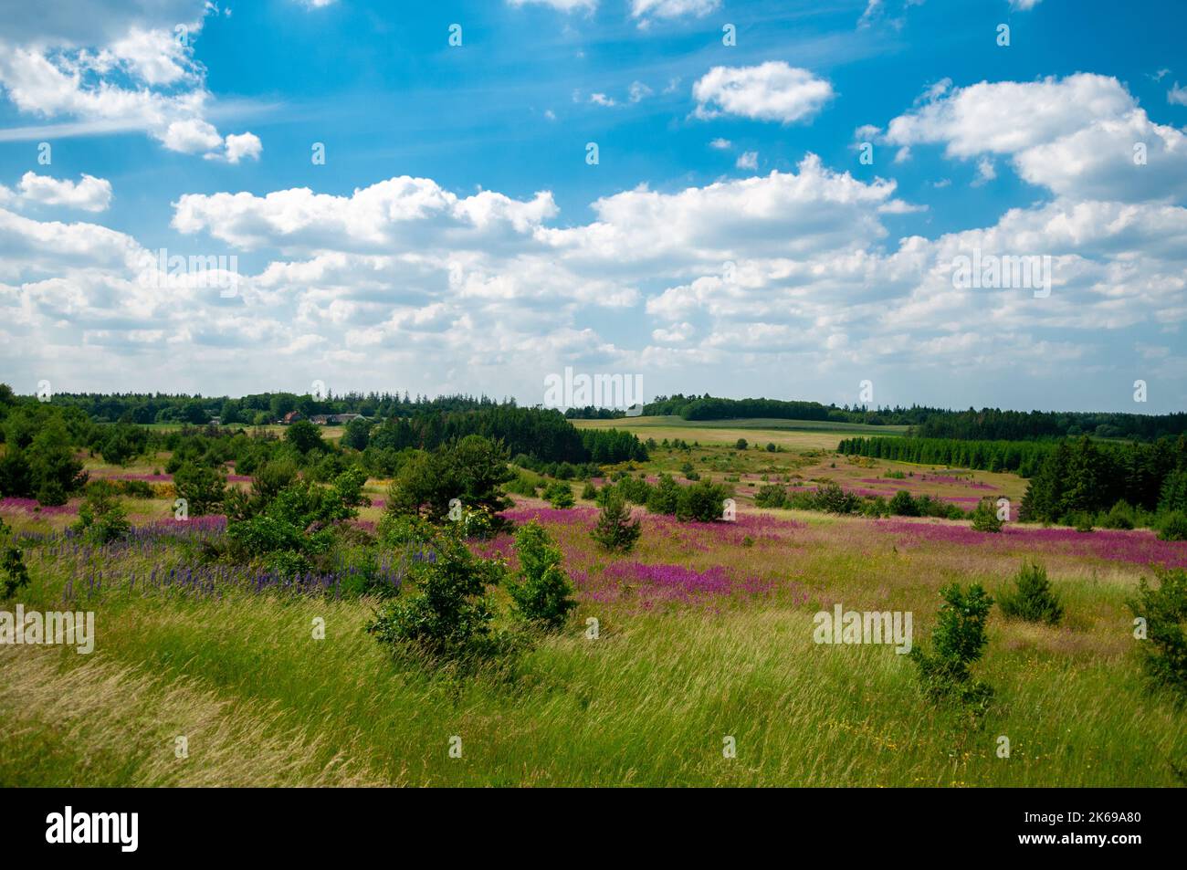 Scenery panoramic view of meadow with trees in Denmark Stock Photo - Alamy