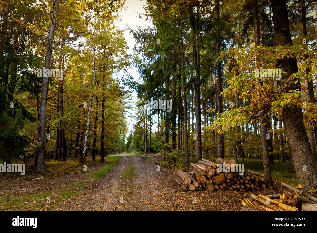 Wooden logs by the forest road after the forest clearing. Fall in ...