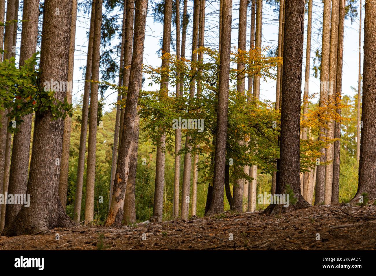 Fall in europe hi-res stock photography and images - Alamy
