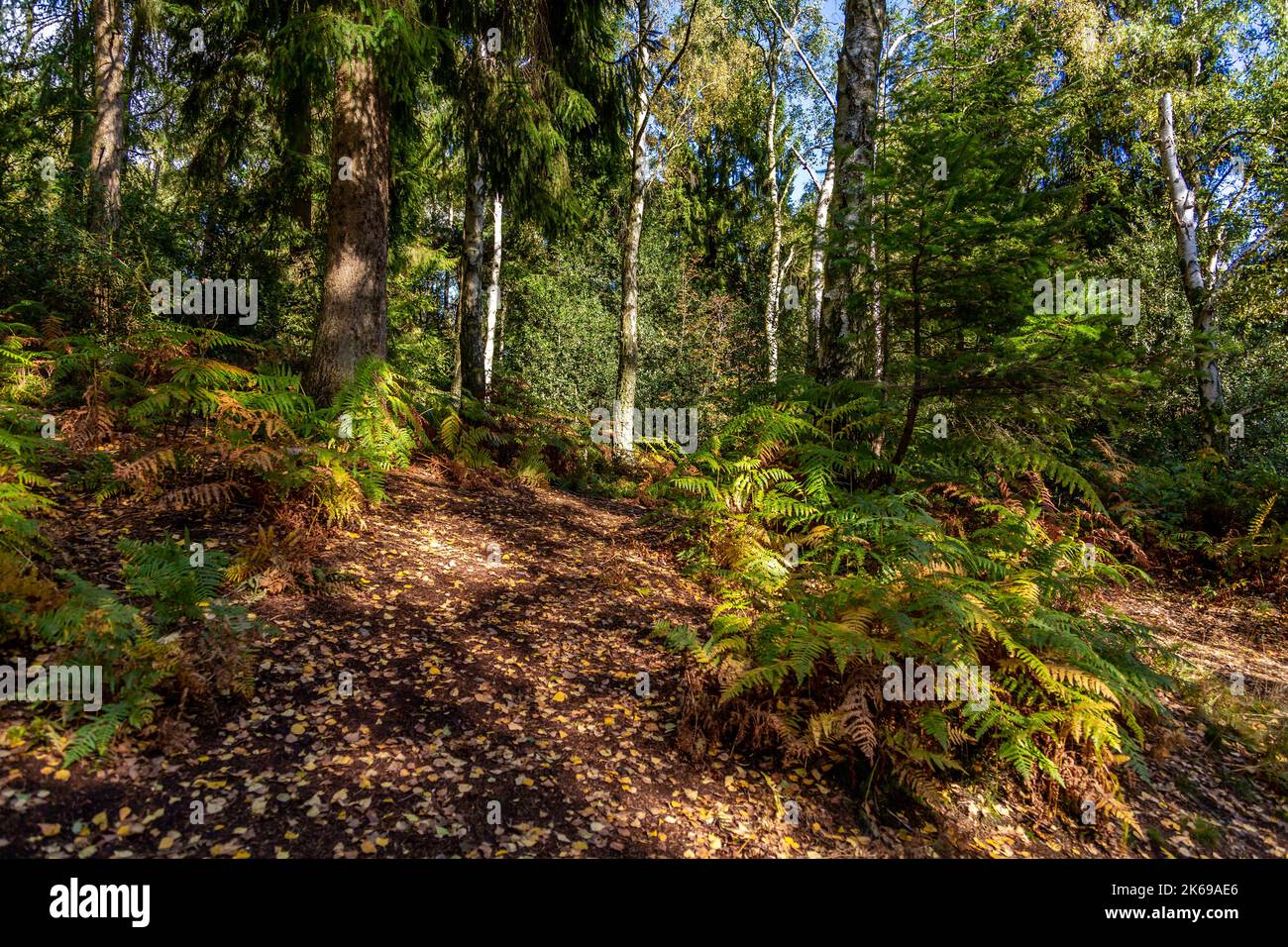 Scenic landscape views of Lickey Hills Countryside in Autumn Stock ...