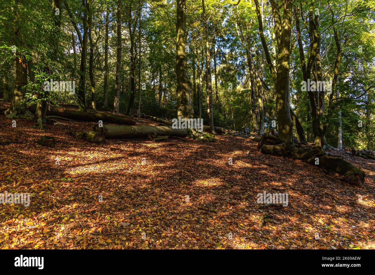 Scenic landscape views of Lickey Hills Countryside in Autumn Stock ...