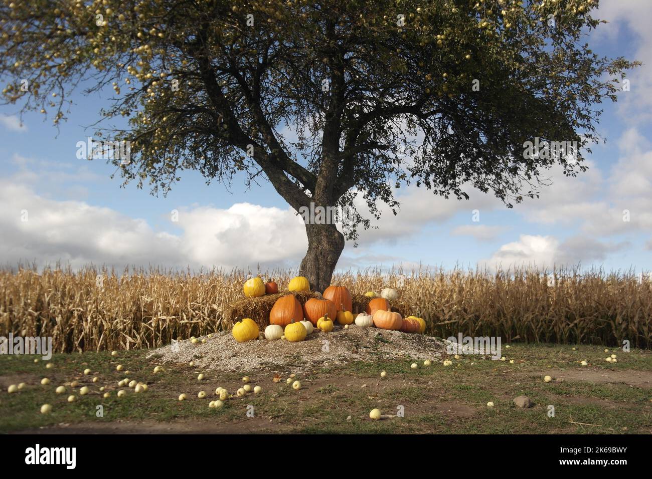 Corn apple hi-res stock photography and images - Alamy